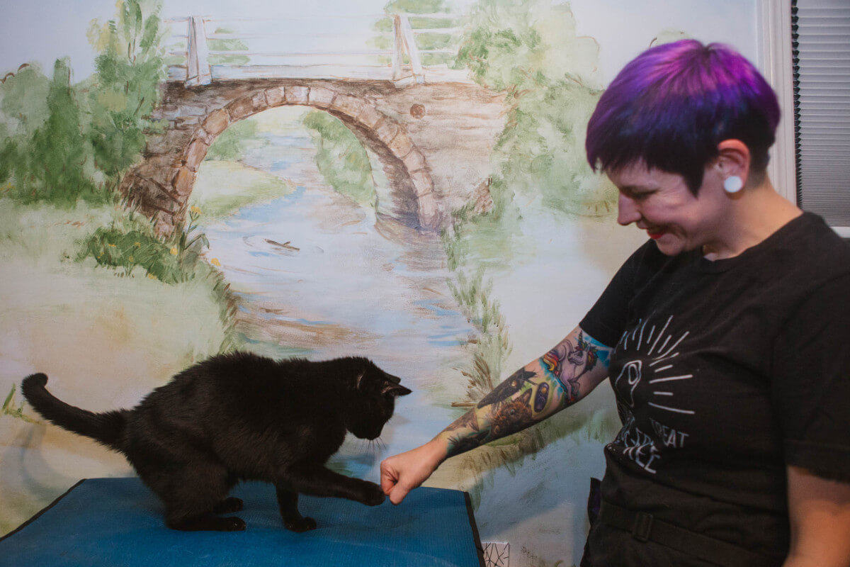 Cat Behavior and Training Services | Chirrups & Chatter